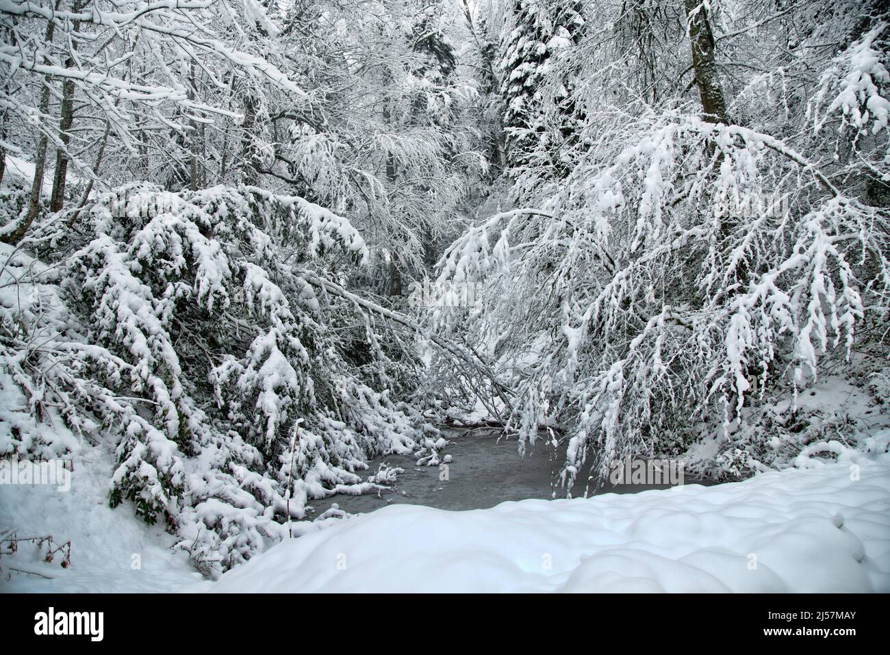 Snow-covered mountain forest in the valley of a mountain river. After ...