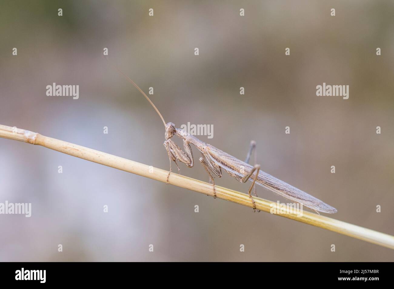 Dwarf Mantis or Grey Mantis (Ameles decolor), male Stock Photo - Alamy