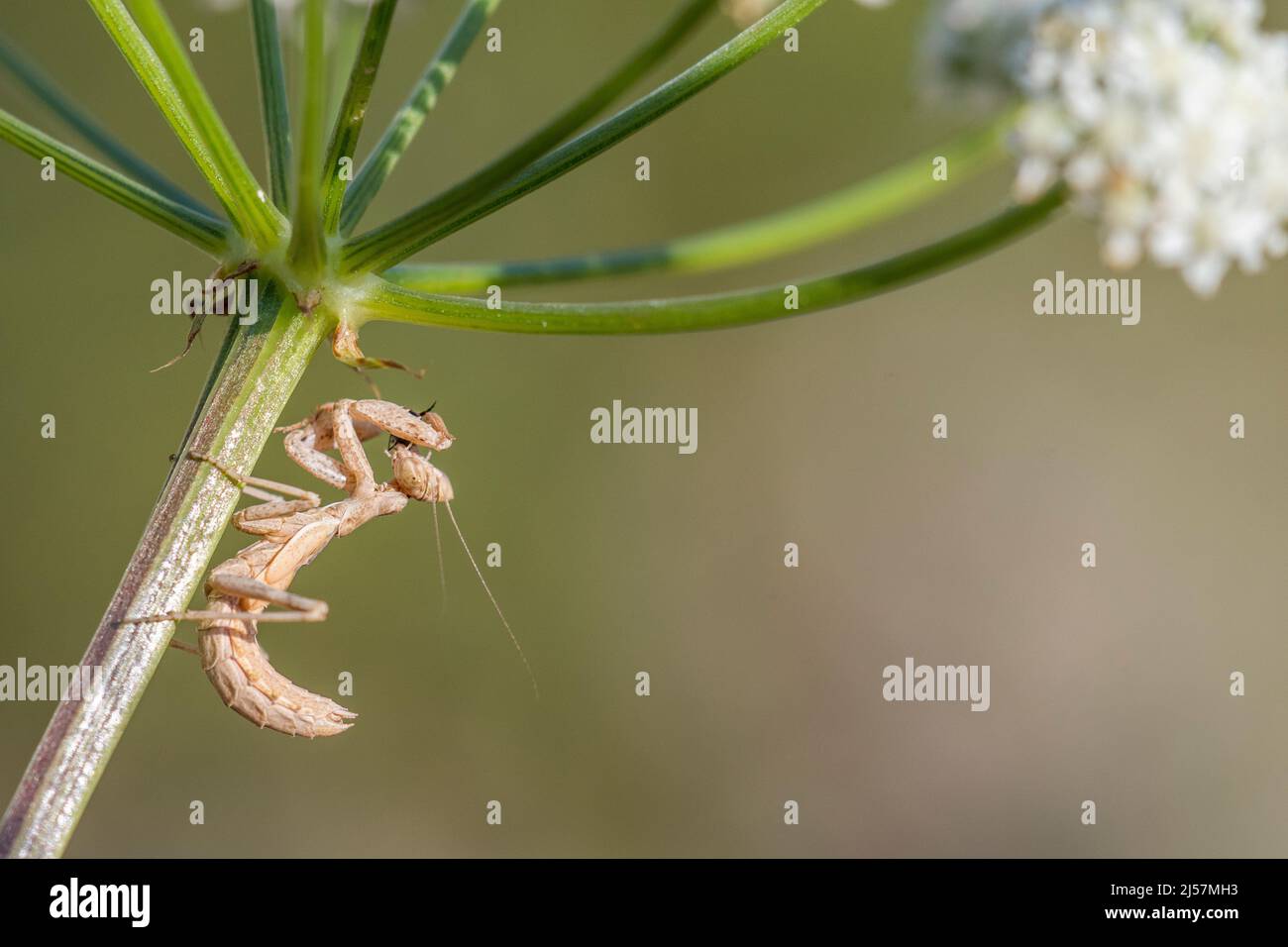 European dwarf mantises hi-res stock photography and images - Alamy