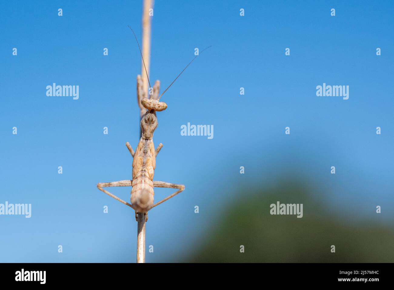 European Dwarf Mantis, Ameles spallanzania, female, a species of ...