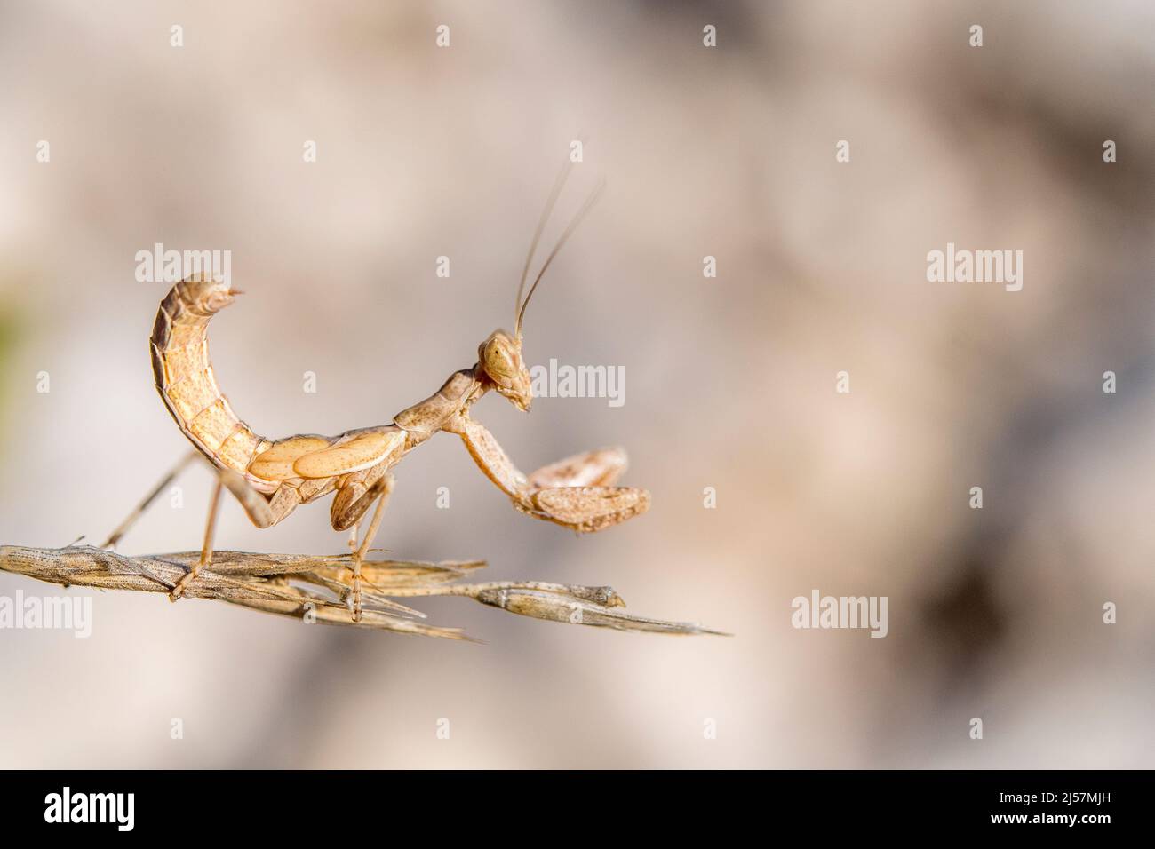 European dwarf mantises hi-res stock photography and images - Alamy
