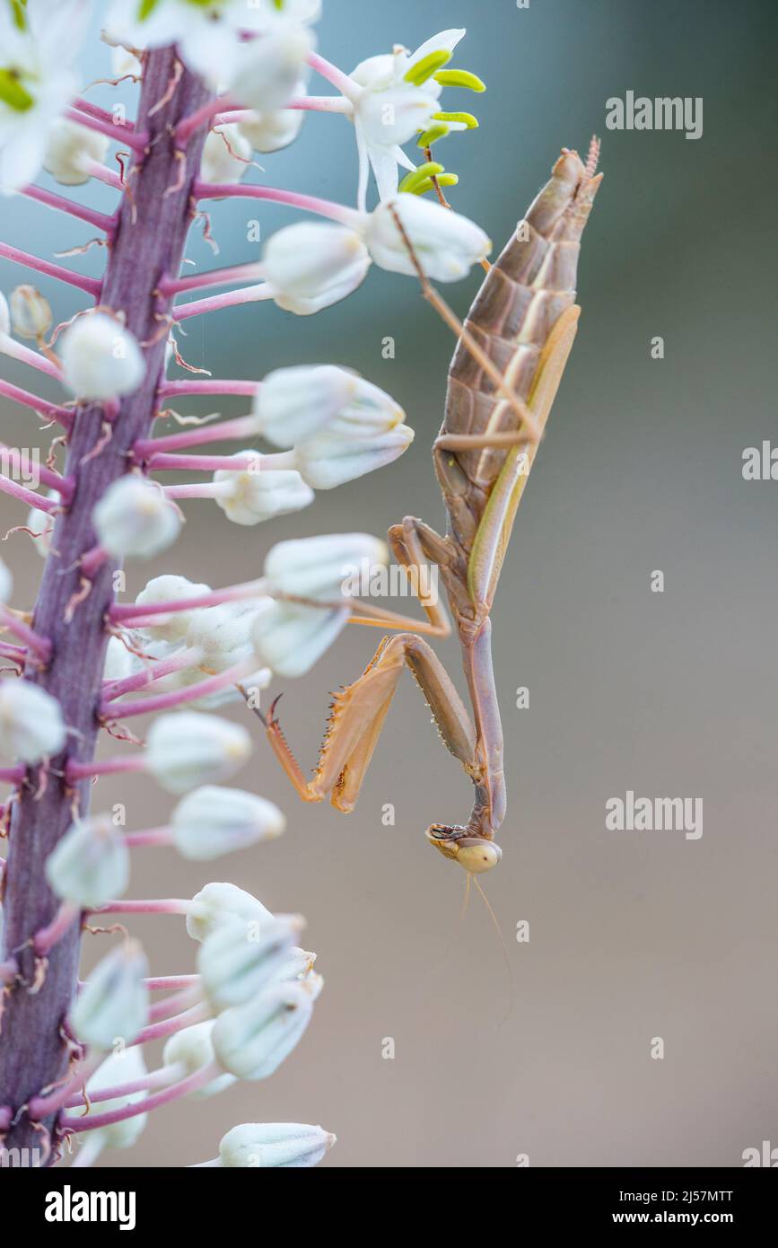 Squill mantis hi-res stock photography and images - Alamy