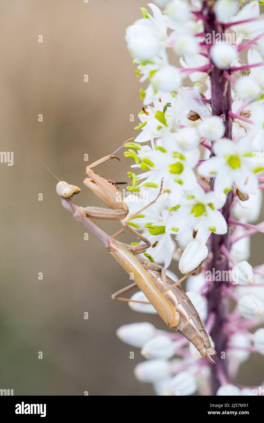 Mediterranean mantis or iris mantis (Iris oratoria), female on Sea ...