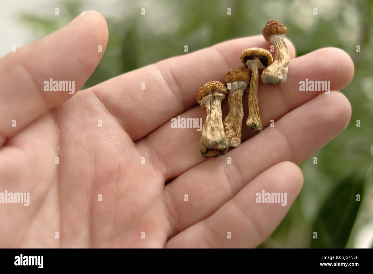 Psilocybin mushrooms in man's hand, macro view. Psychedelic magic trip ...