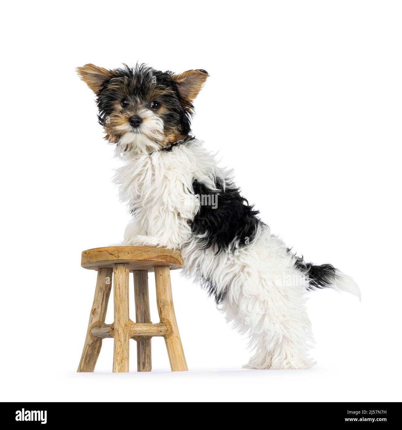 Adorable Biewer Yorkshire Terrier dog puppy, standing sie ways with ...