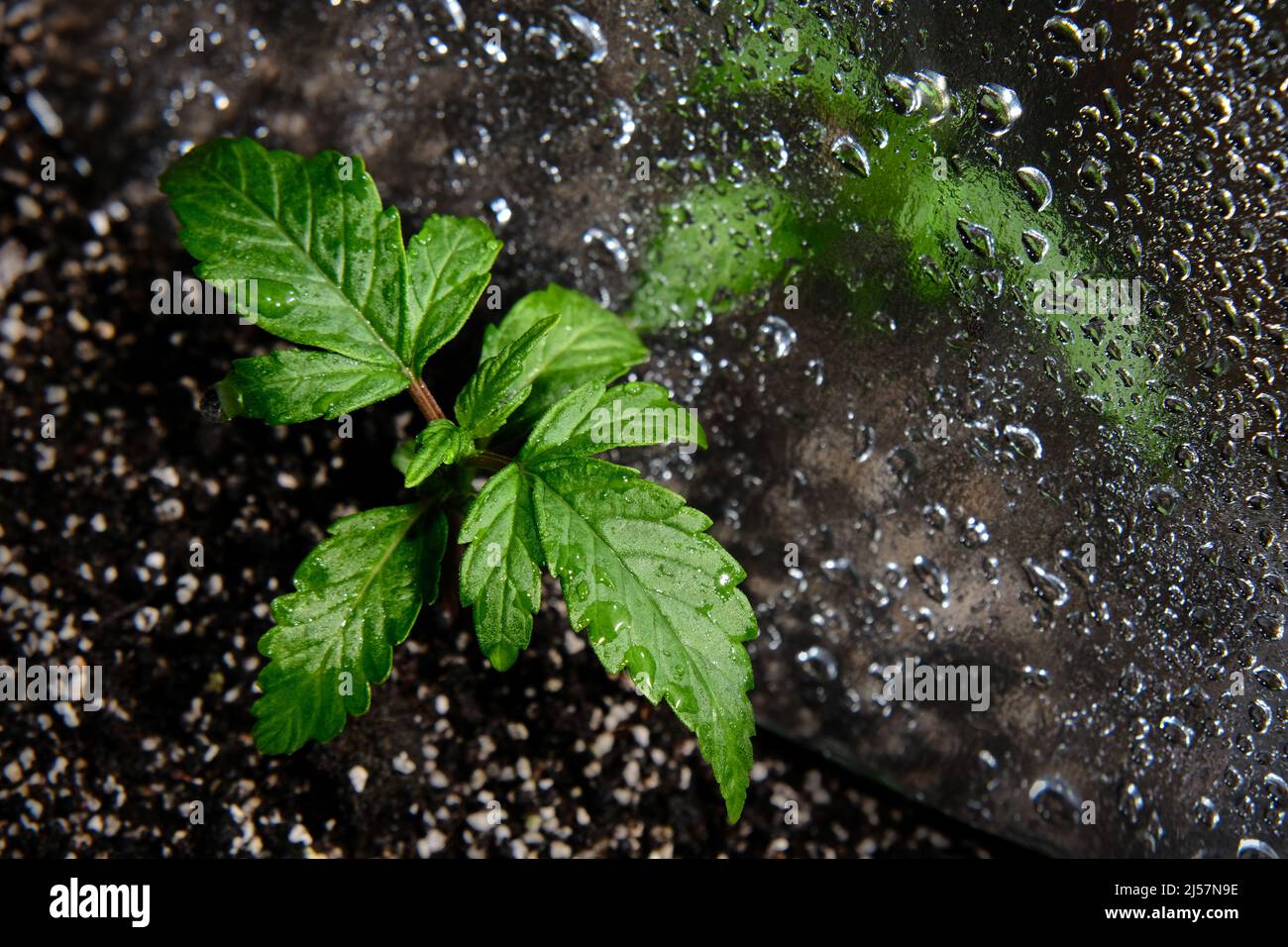Cannabis sprout in a grow box, macro view. Small marijuana plant in a ...