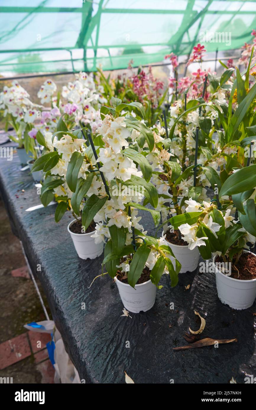Orchids in full bloom, growing in a commercial greenhouse during the ...