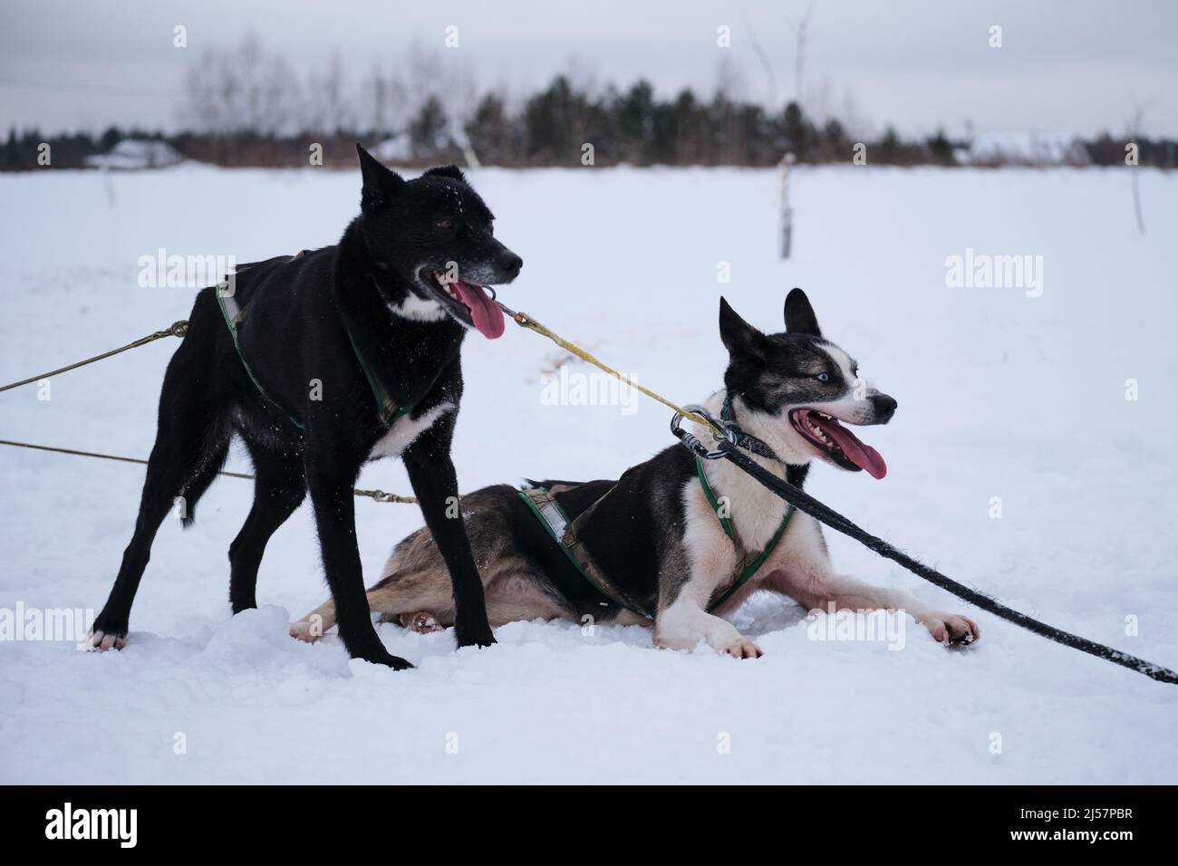 Northern breed of sled dogs, strong and hardy. Brown eyes and gray ...