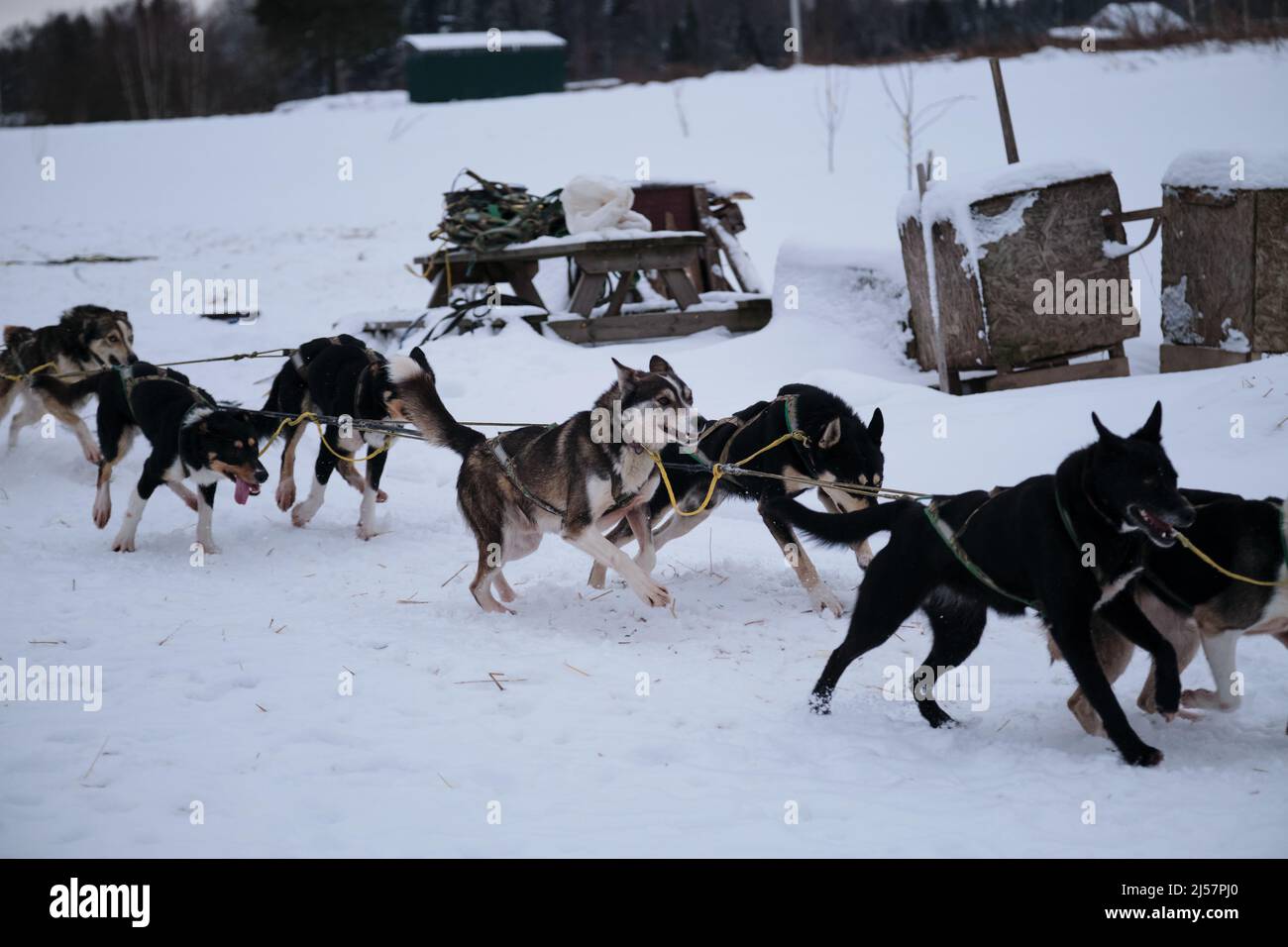 Alaskan huskies quickly run forward in harness with their tongues ...