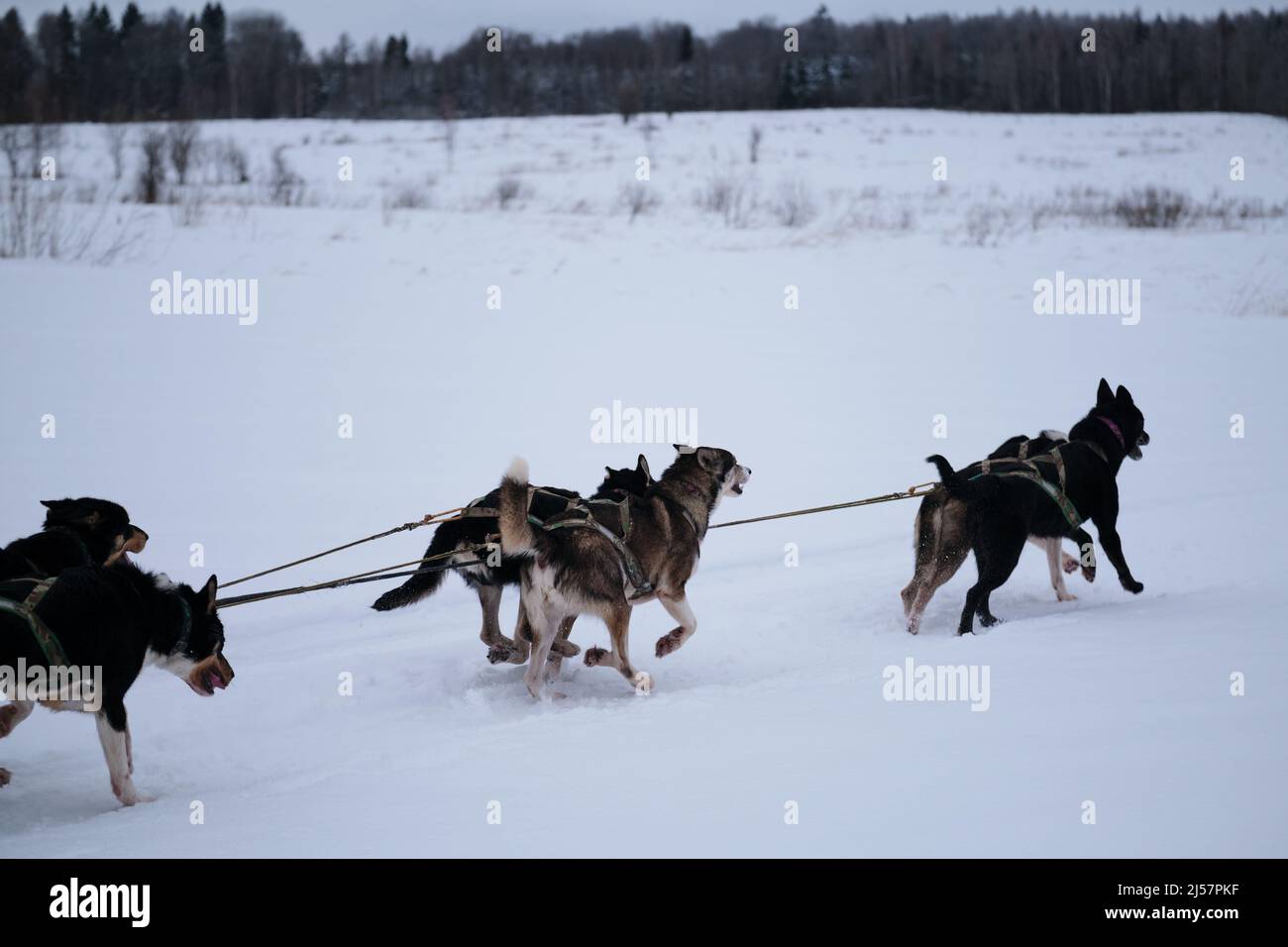 Alaskan huskies quickly run forward in harness with tongues hanging out ...