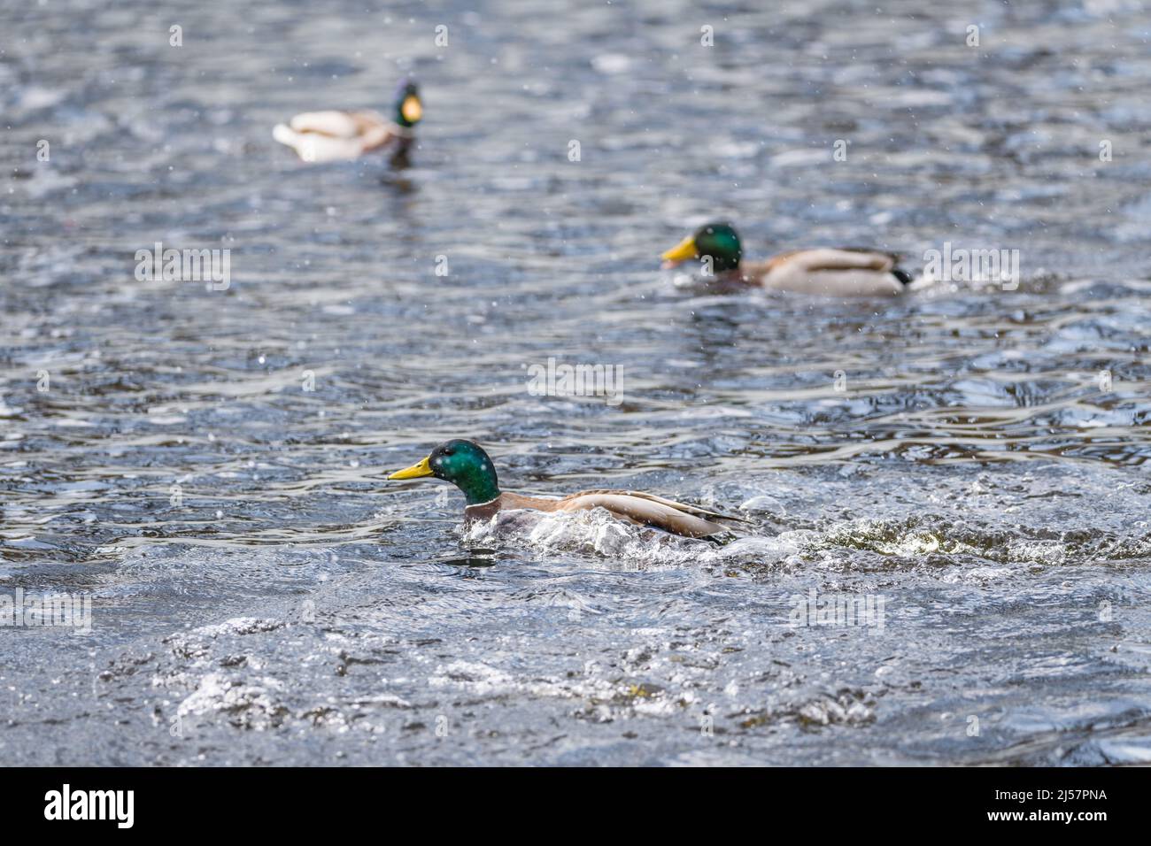 Competition and territorial fight of ducks drake in a lake with ...