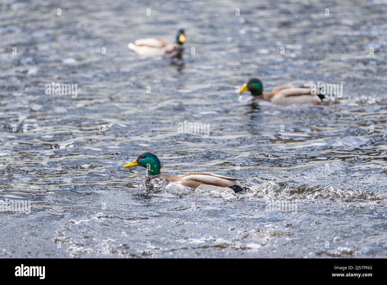 Competition and territorial fight of ducks drake in a lake with ...