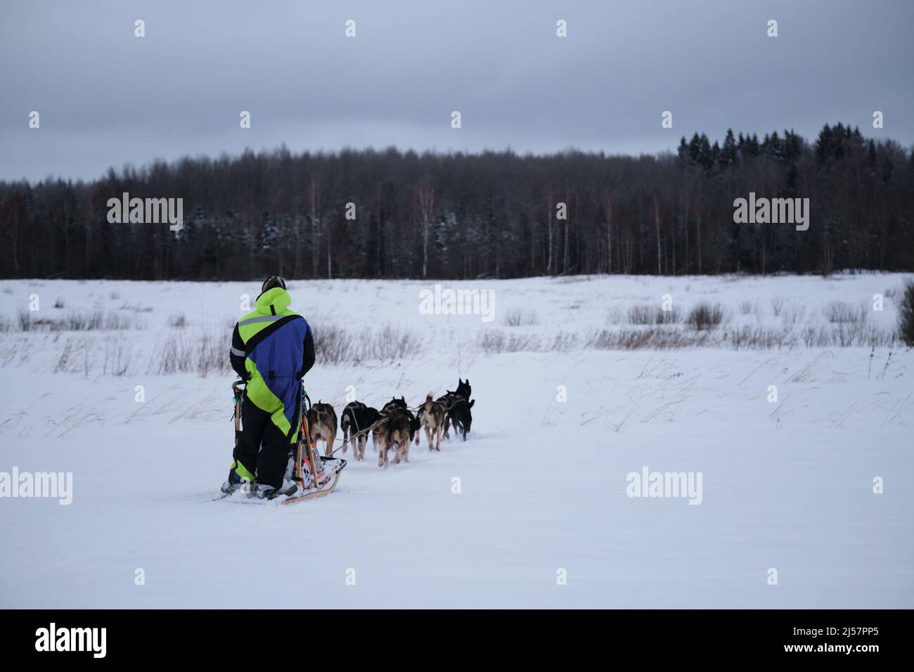 Alaskan huskies quickly run forward in harness and kayur controls them ...
