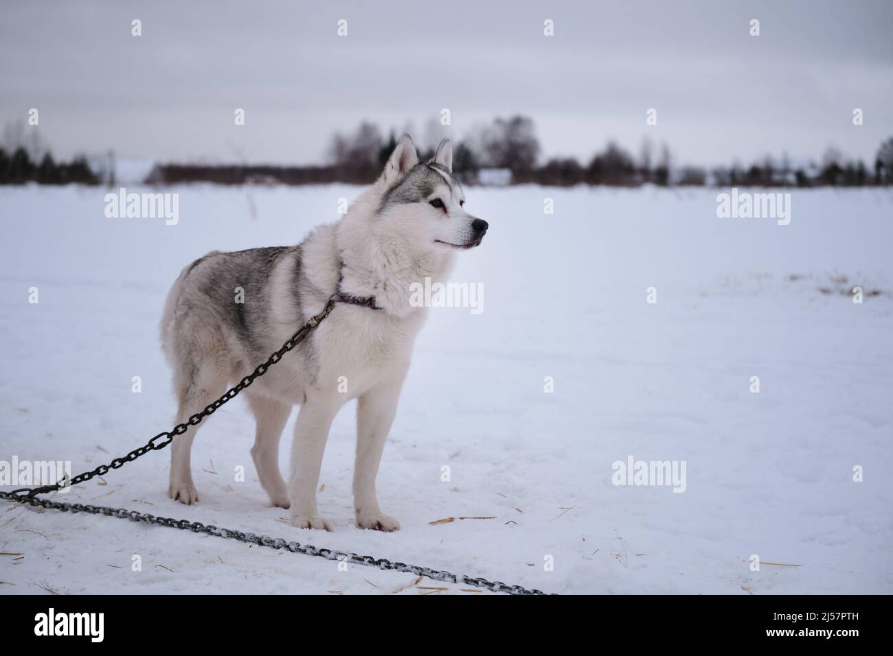 Siberian husky gray white color with brown eyes stands on special chain ...