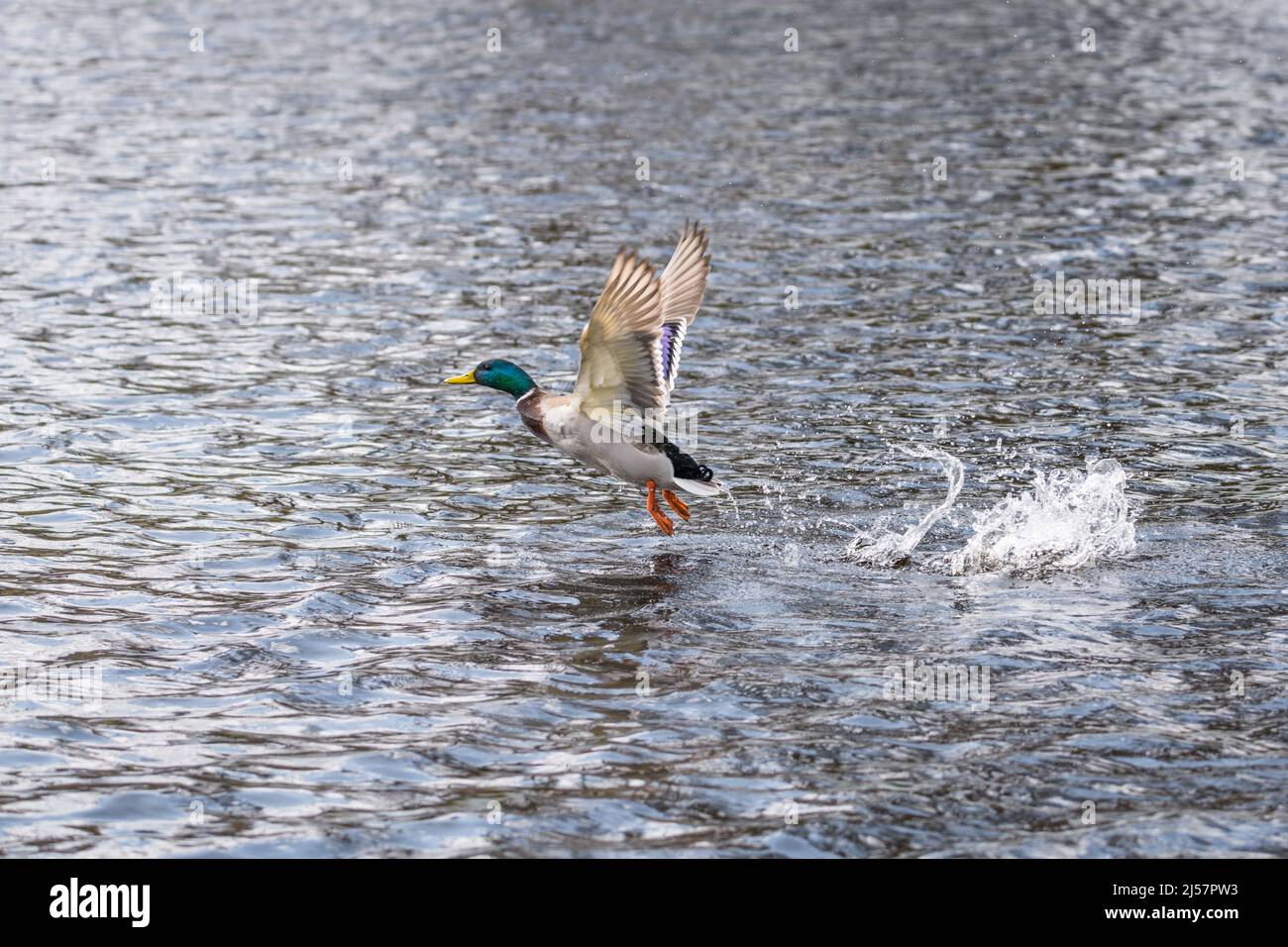 Competition and territorial fight of ducks drake in a lake with ...