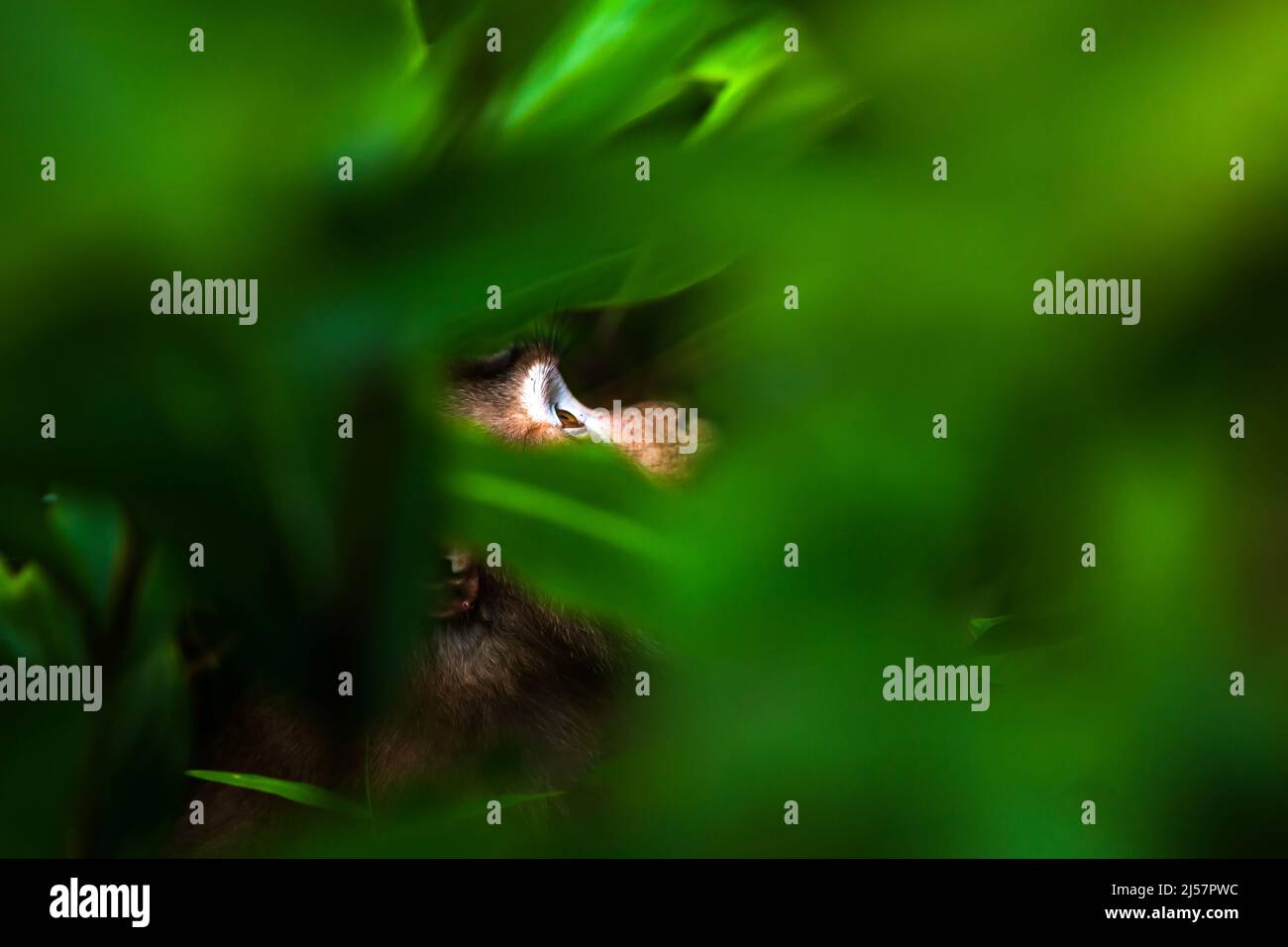 Close-up head of a Northern pig-tailed macaque in the green tropical ...