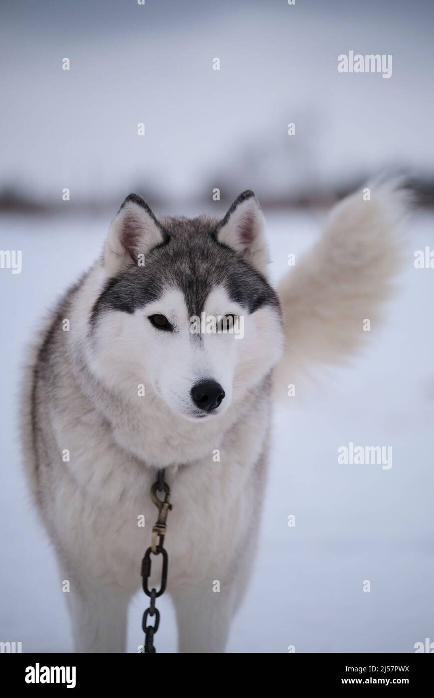 How Cold Can A Siberian Husky Stand