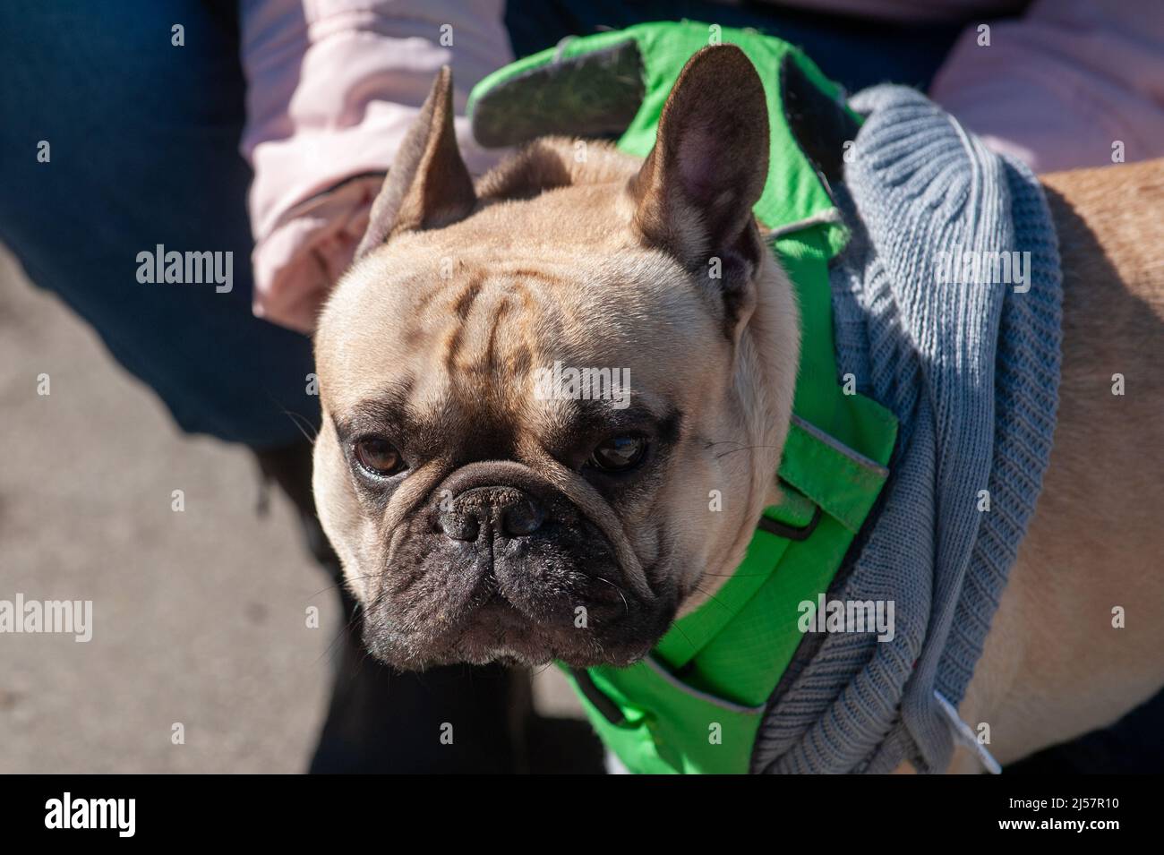 July 2022, Italy. Pug walking through the Italian streets Stock Photo ...