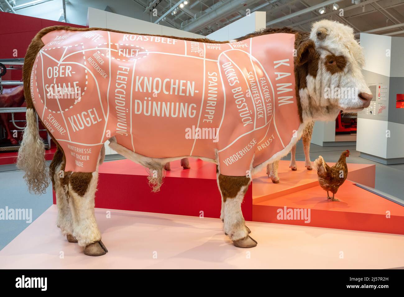 Munich, Germany. 21st Apr, 2022. The model of a cow stands in the first ...