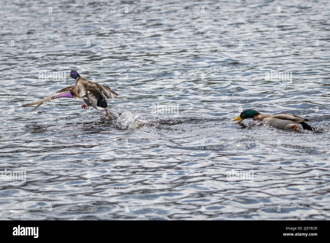 Male ducks attack female hi-res stock photography and images - Alamy