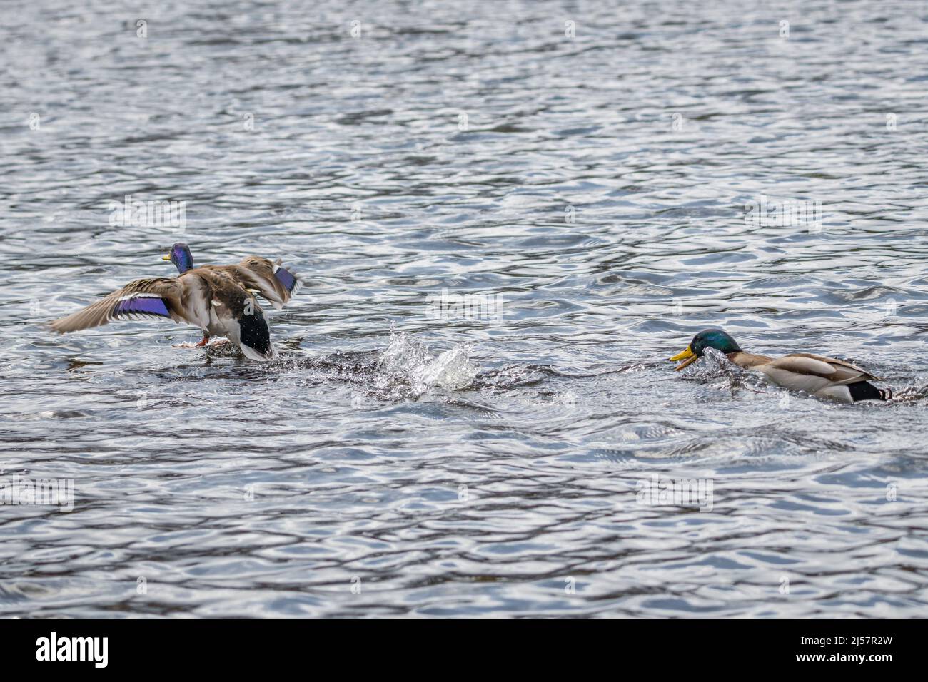 Competition and territorial fight of ducks drake in a lake with ...