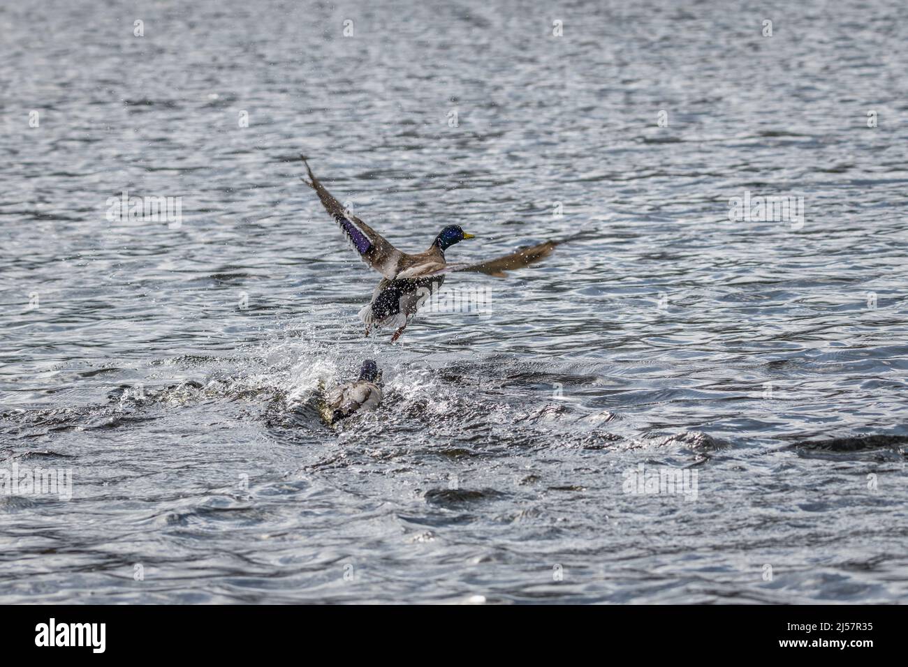 Competition and territorial fight of ducks drake in a lake with ...