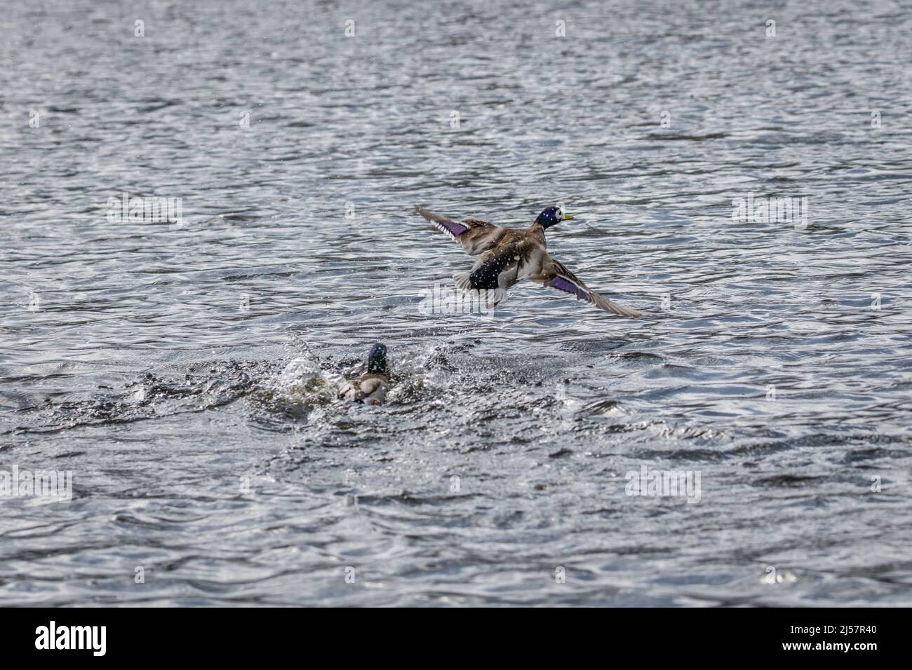 Competition and territorial fight of ducks drake in a lake with ...