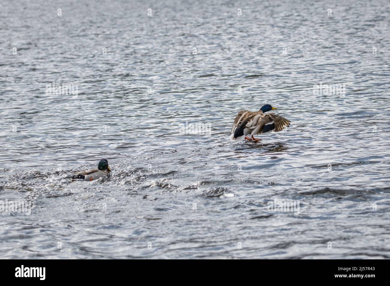 Competition and territorial fight of ducks drake in a lake with ...