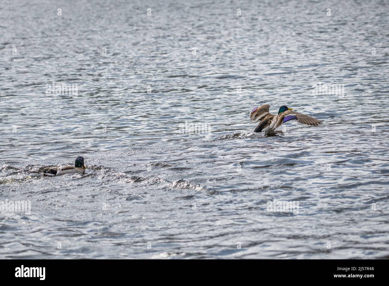 Competition and territorial fight of ducks drake in a lake with ...