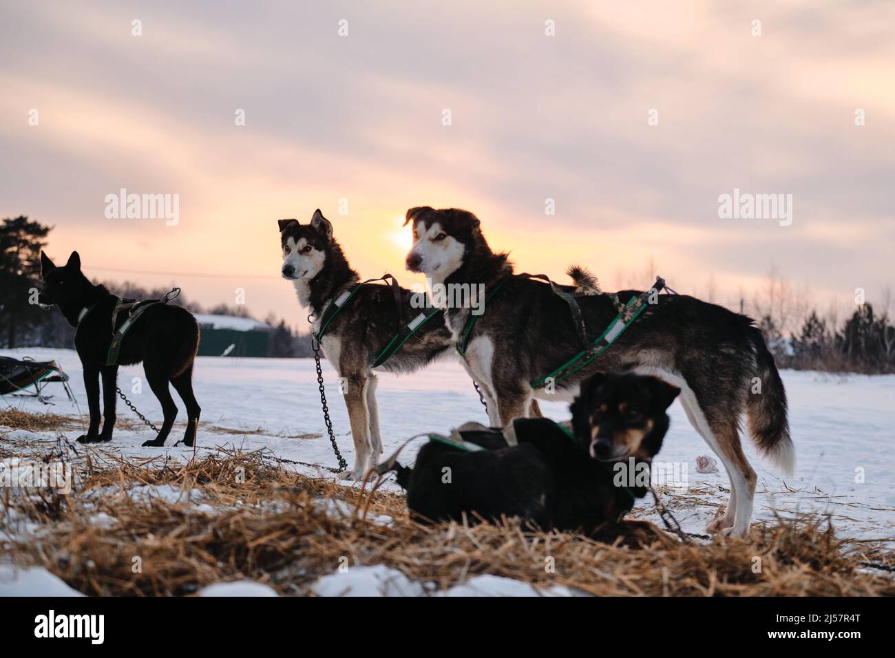 Dogs gain strength running training. The Northern sled dog breed ...