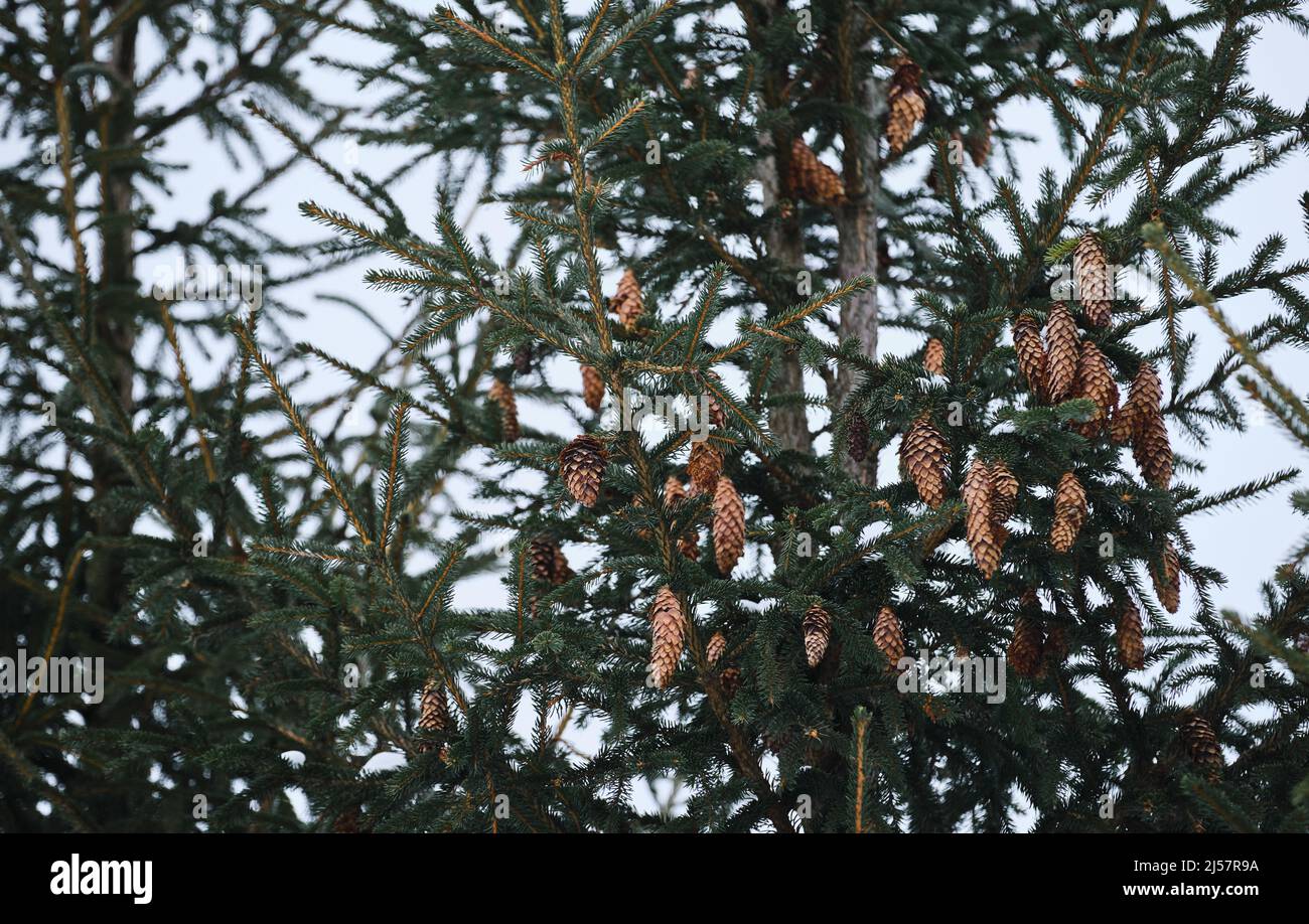 Coniferous tree with cones close-up. An evergreen plant is a live ...