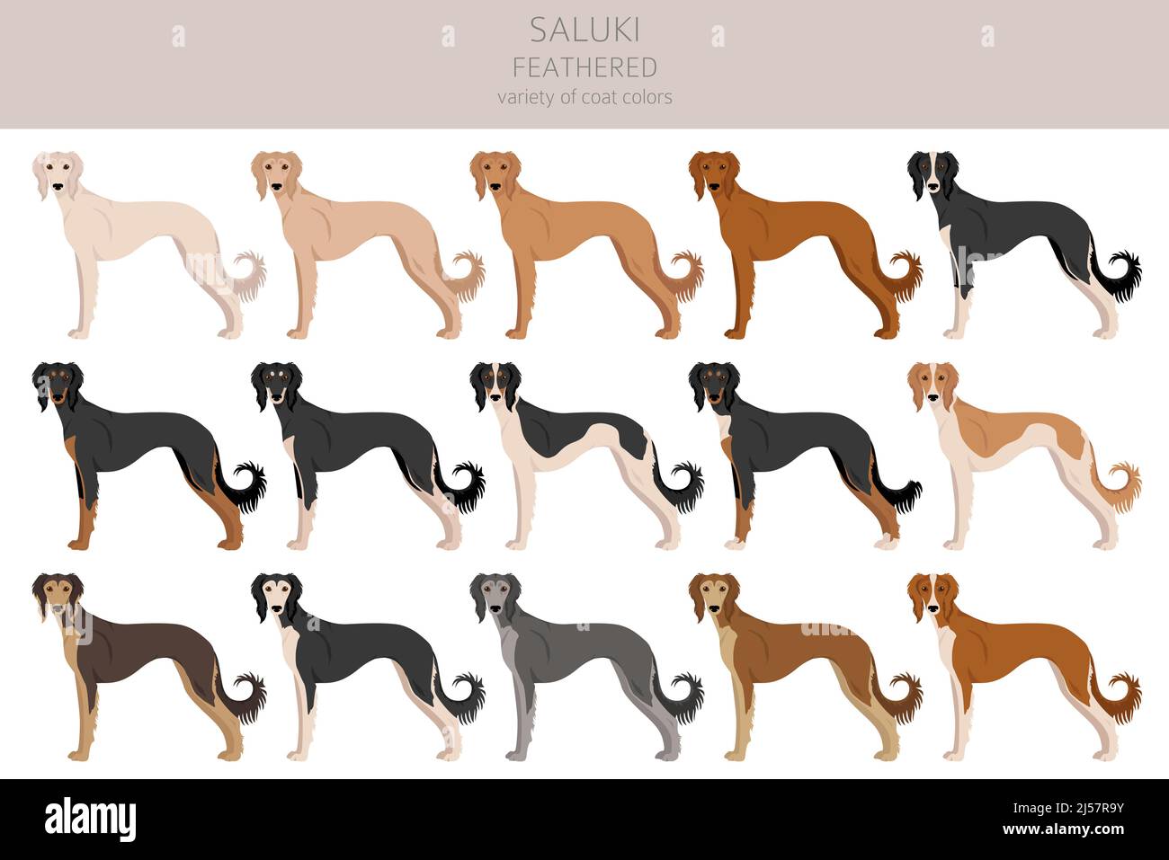 Saluki Feathered clipart. Different poses, coat colors set. Vector ...