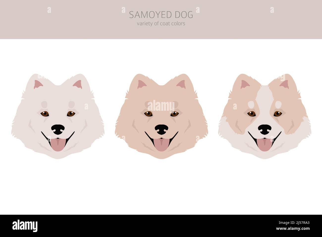 Samoyeds Cream Color