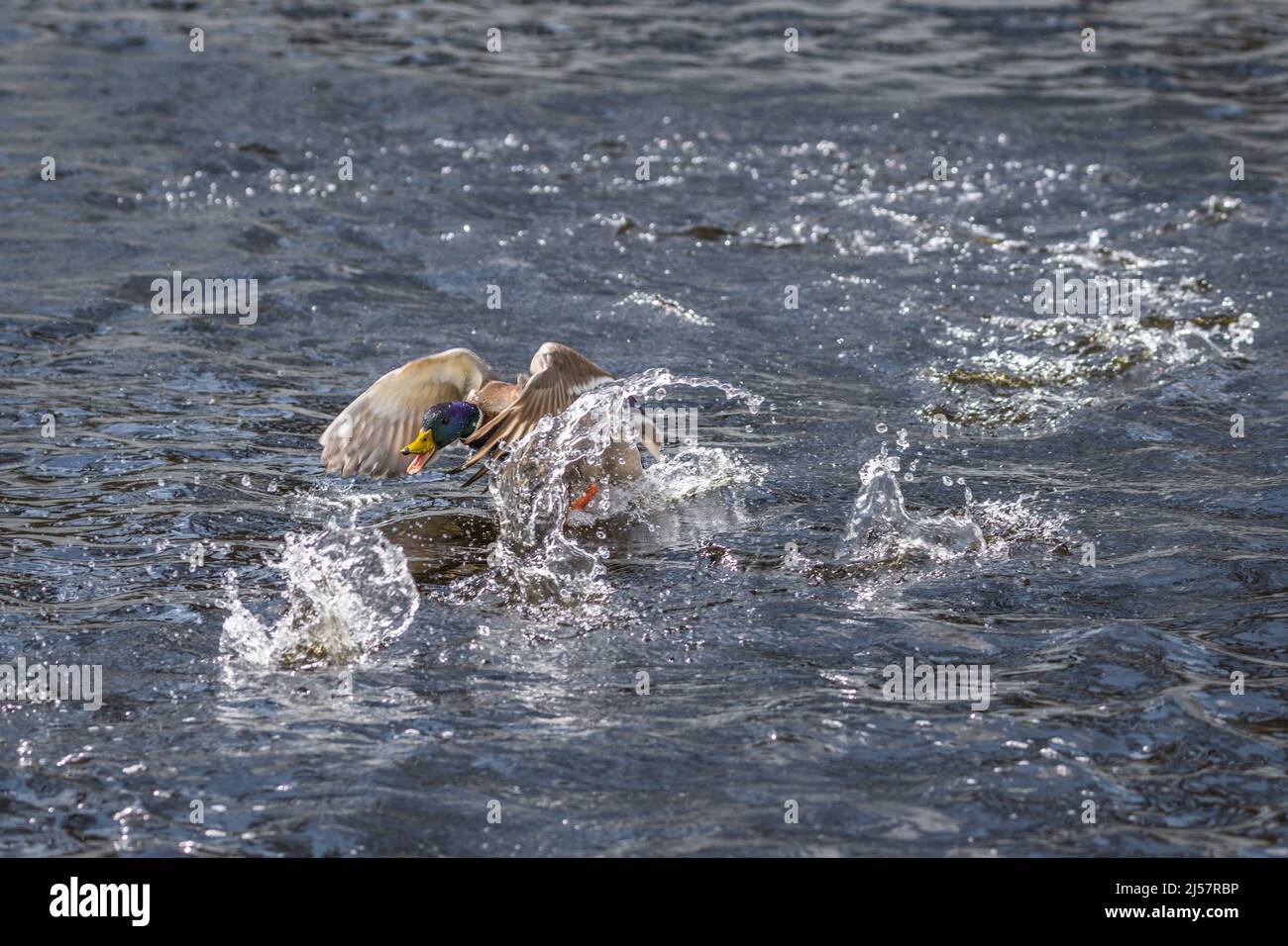 Competition and territorial fight of ducks drake in a lake with ...