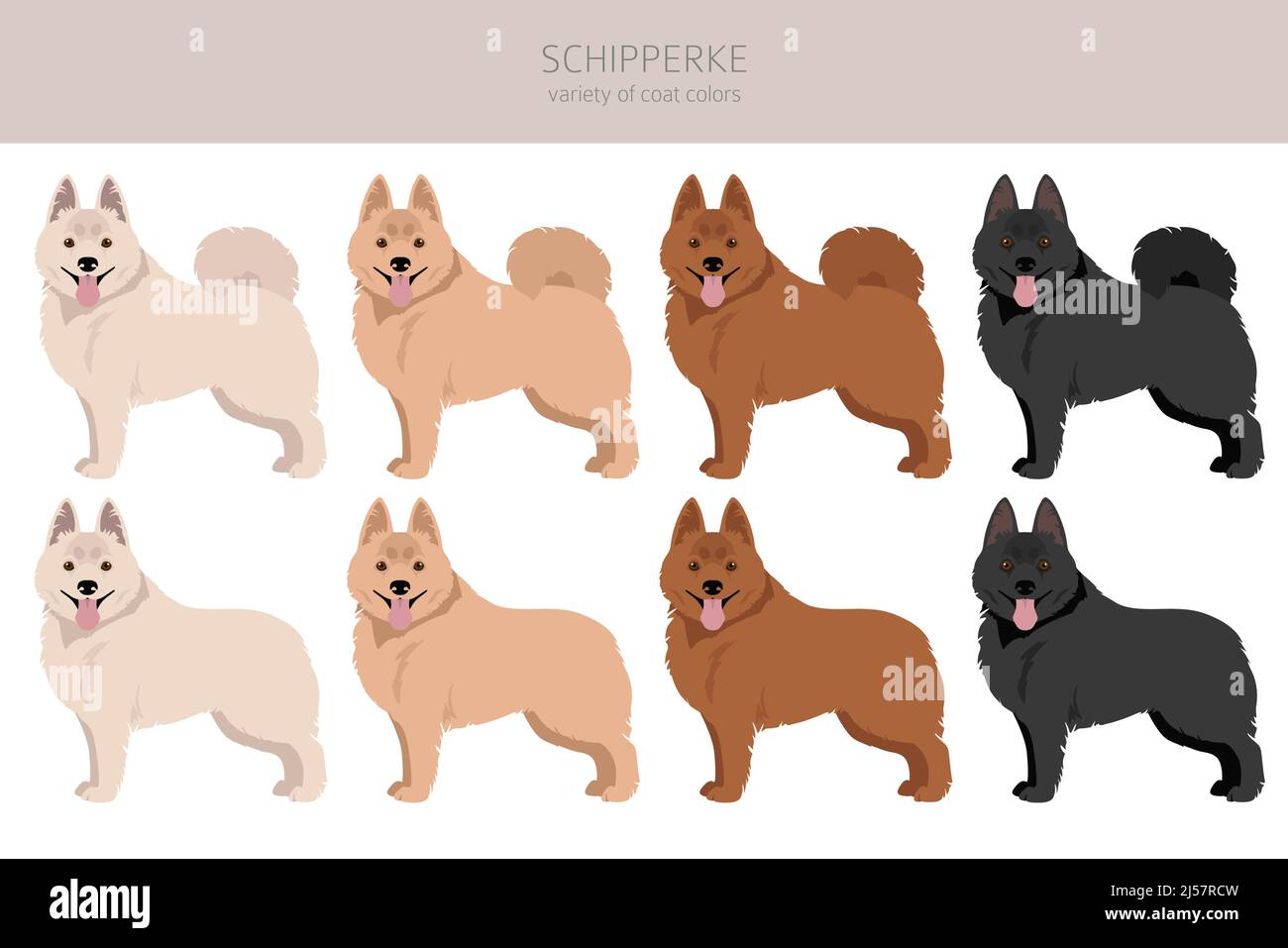 Apricot Schipperke Colors Best Prices | www.pinnaxis.com