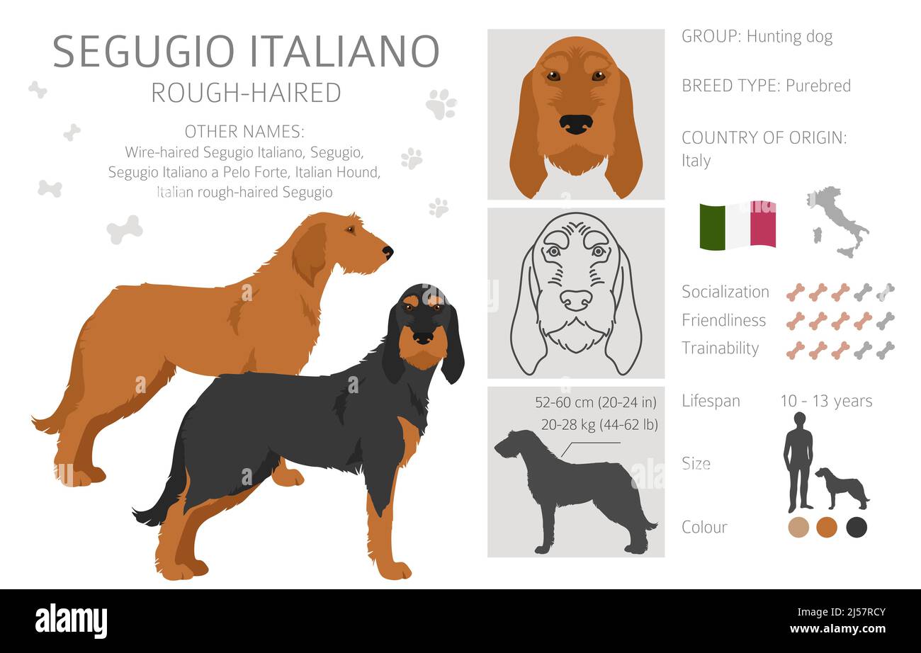 Segugio Italiano rough haired clipart. Different poses, coat colors set ...