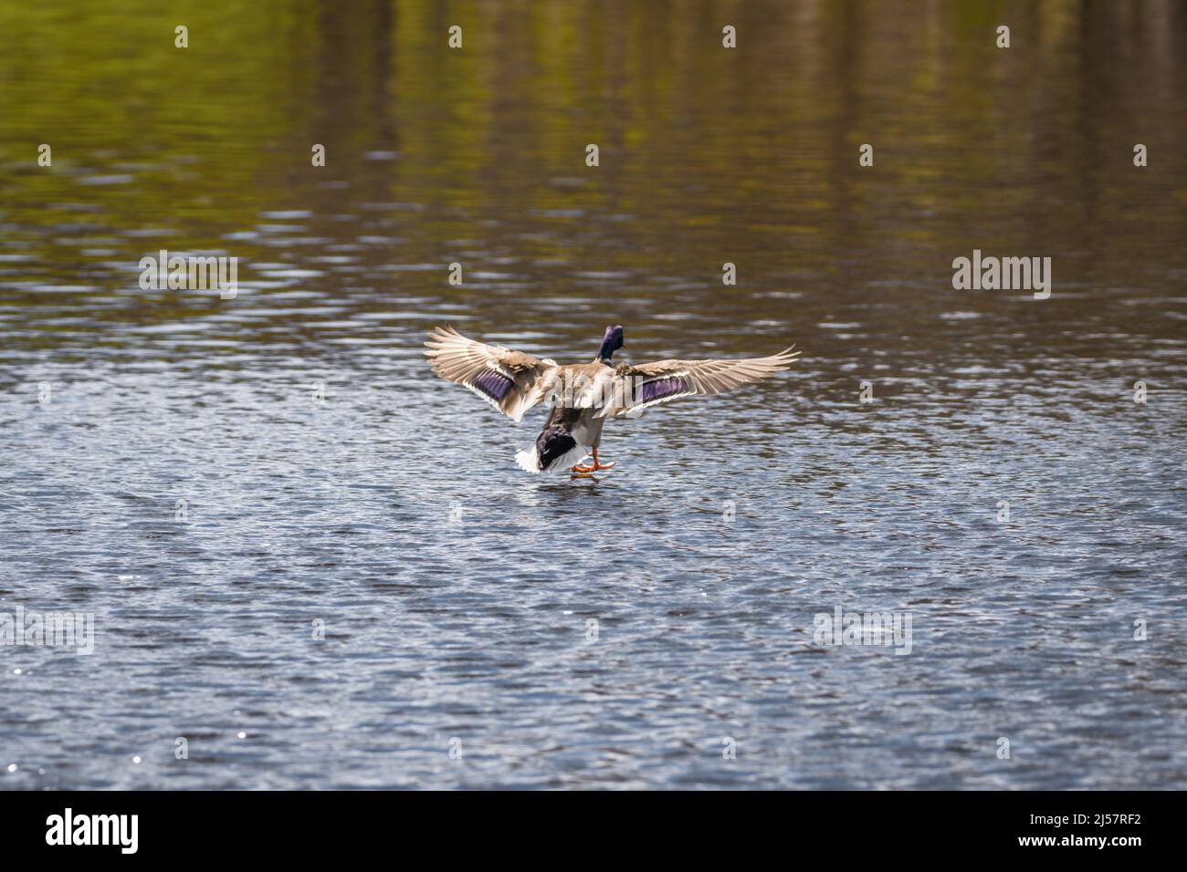 Competition and territorial fight of ducks drake in a lake with ...