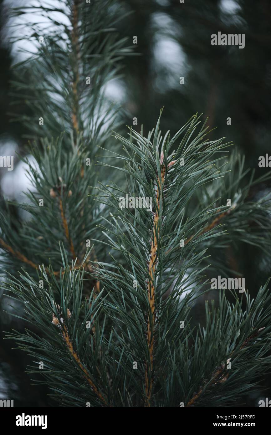 Spruce branches close-up. Minimalistic vertical background with ...