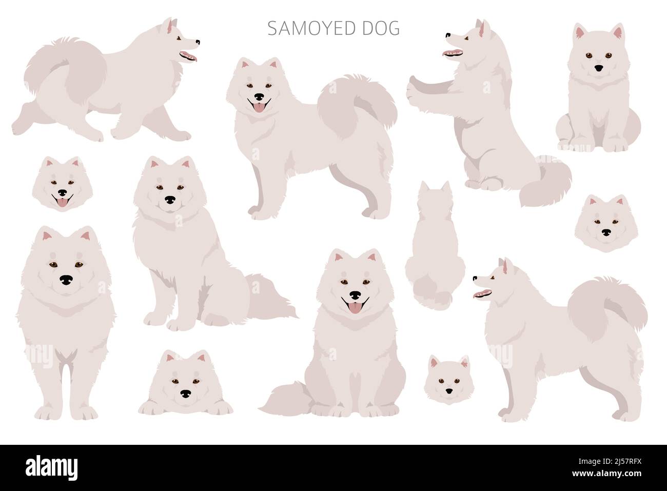 Samoyed coat colors hi-res stock photography and images - Alamy