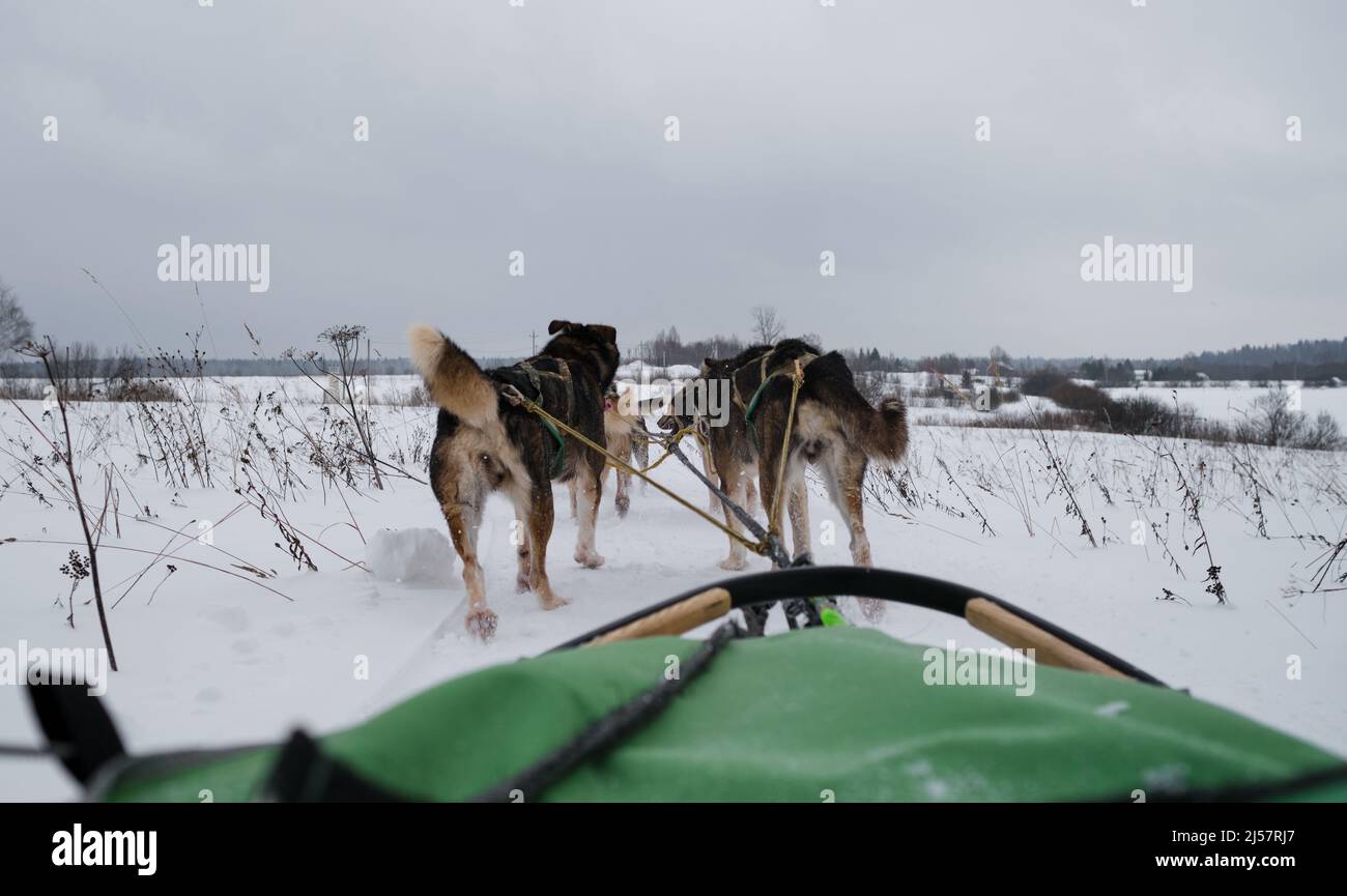 Sled dogs pulling sledges rear view. A team of Alaska huskies strong ...