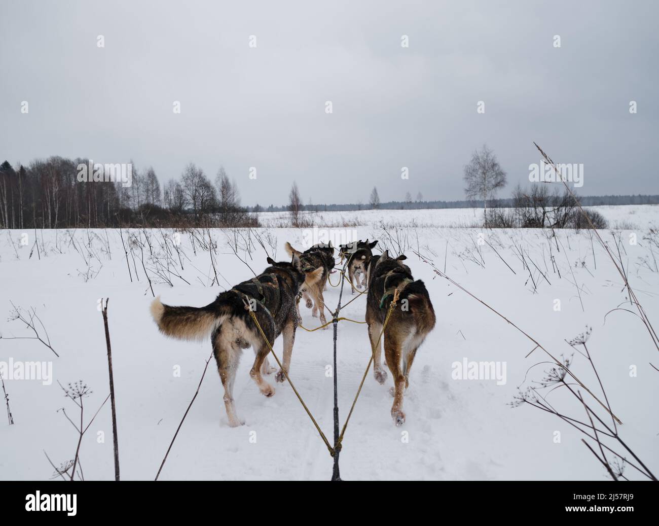 Sled dogs pulling sledges rear view. A team of Alaska huskies strong ...