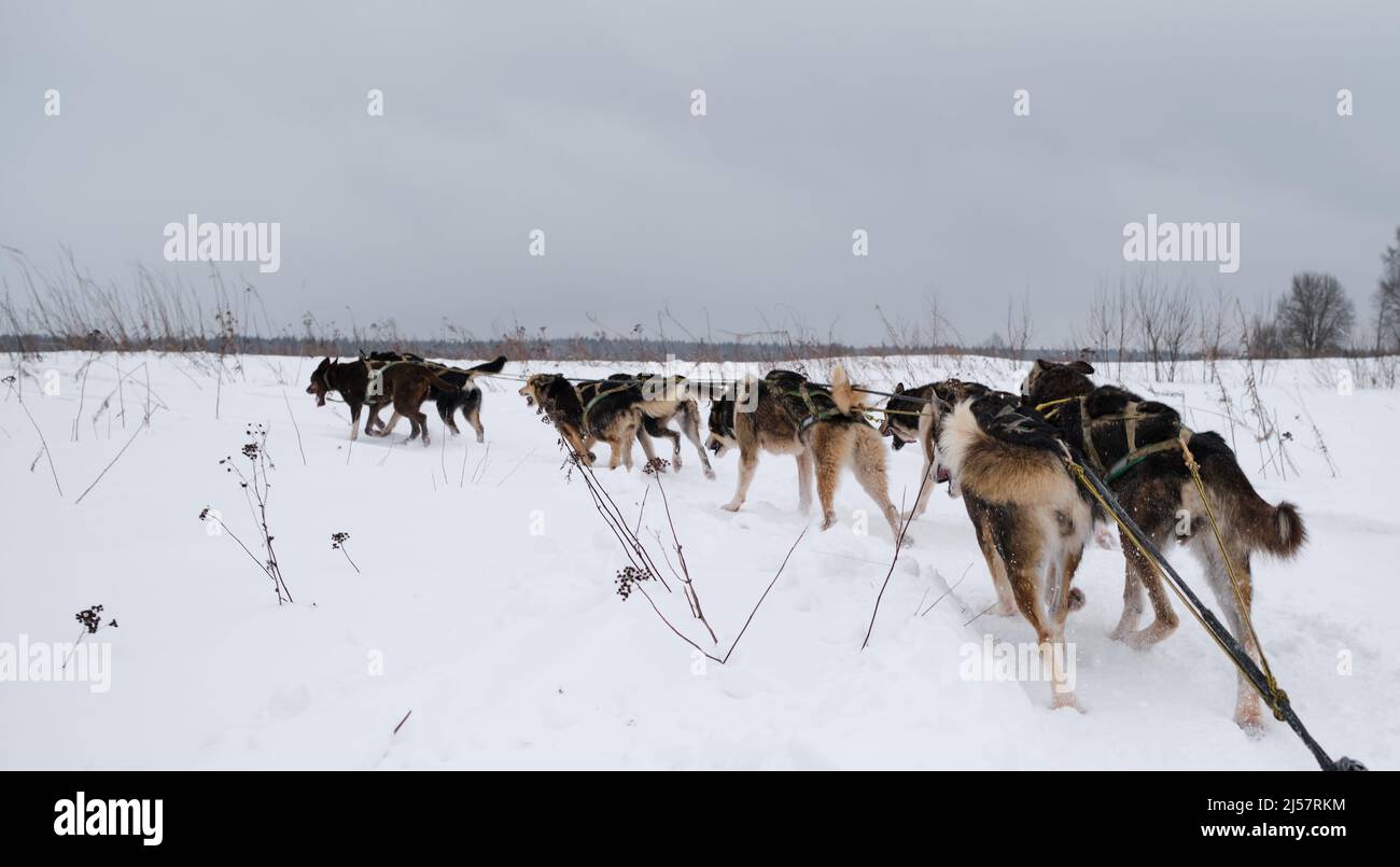 Web banner. Cross-country dog competitions. Sled dogs pulling sledges ...