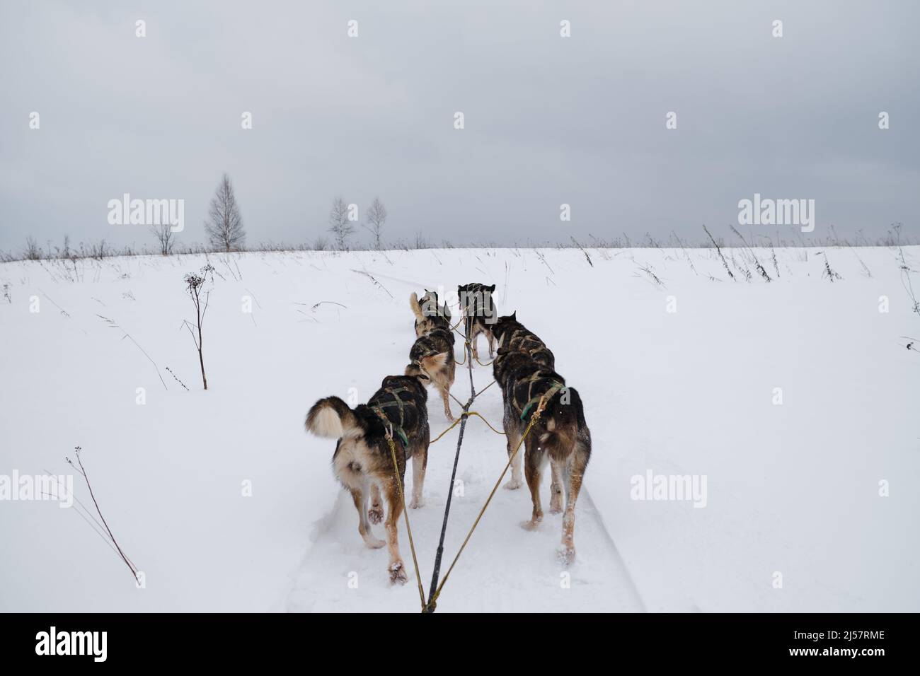 Sled dogs pulling sledges rear view. A team of Alaska huskies strong ...