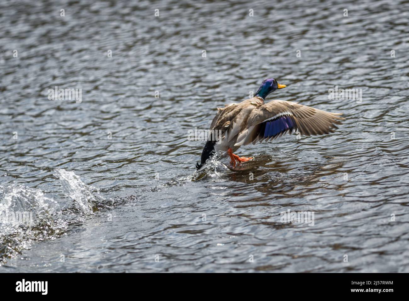 Competition and territorial fight of ducks drake in a lake with ...