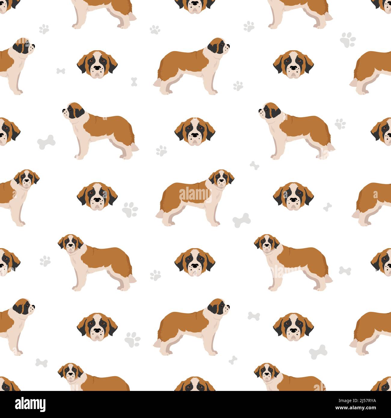 Bernhardshund Stock Vector Images - Alamy