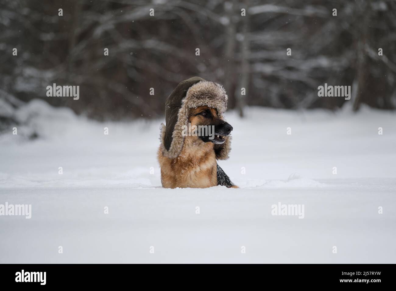 German Shepherd of red color sits in snow in winter and poses. Dog in ...