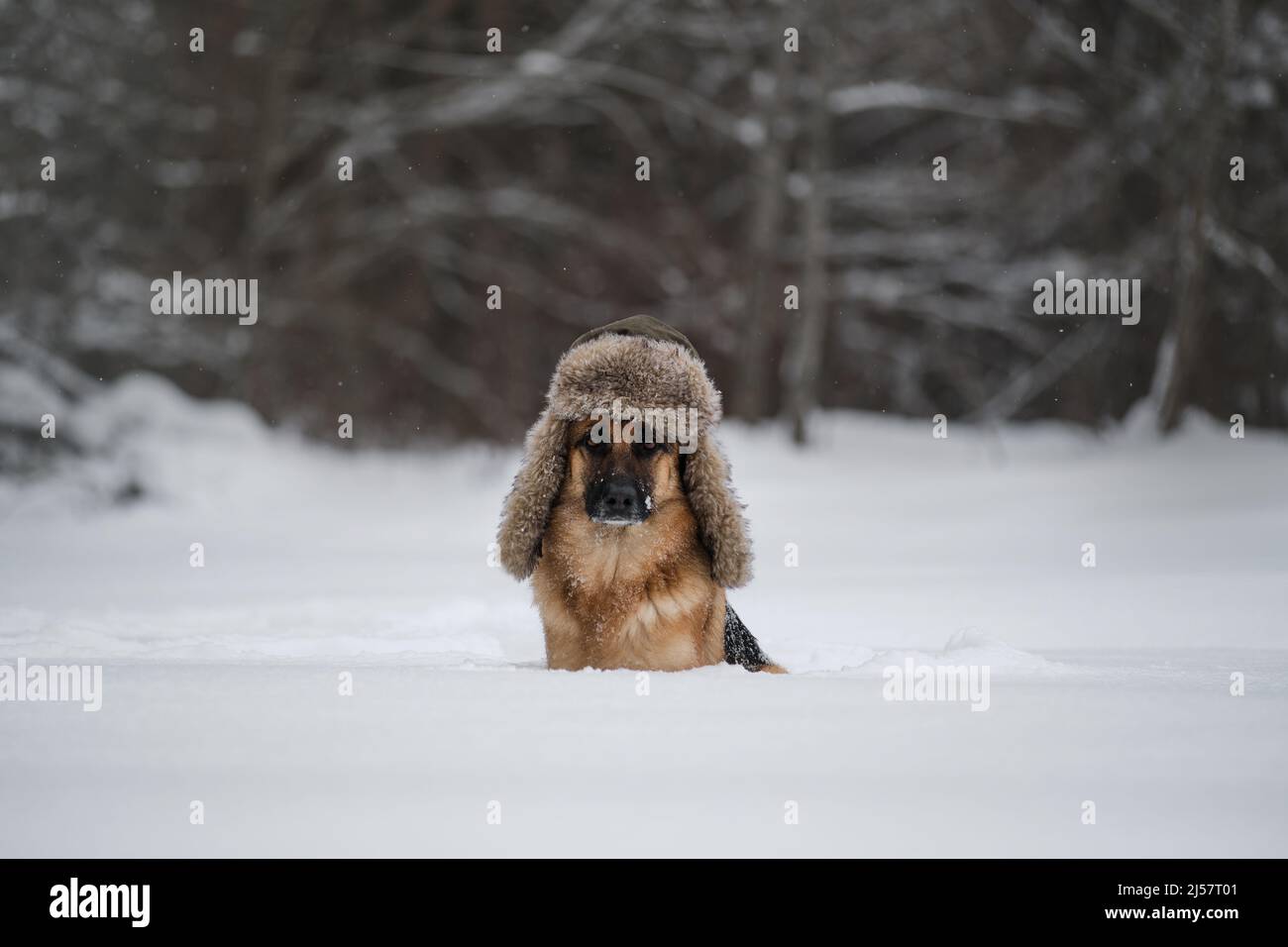 German Shepherd of red color sits in snow in winter and poses. Dog in ...
