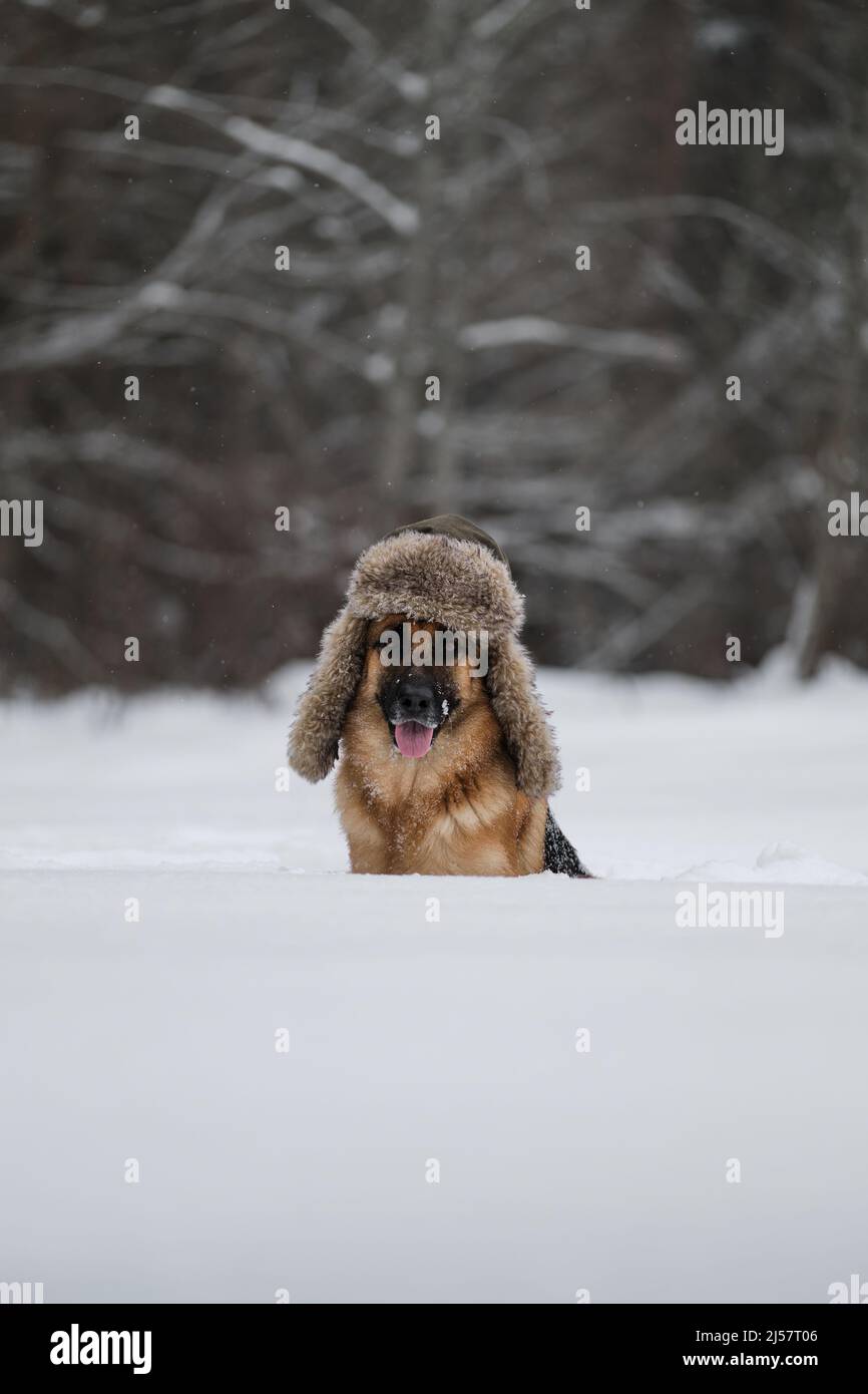 German Shepherd of red color sits in snow in winter and poses. Dog in ...