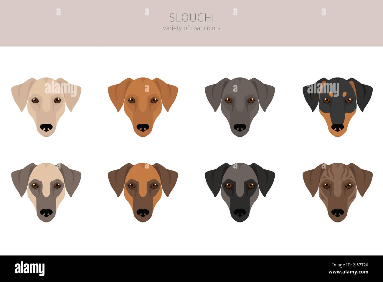 Sloughi coat colors, different poses clipart. Vector illustration Stock ...