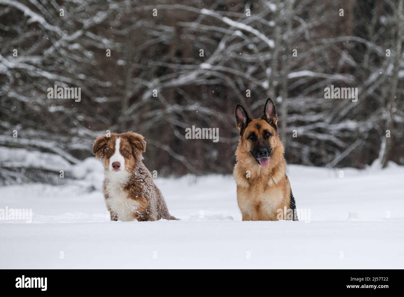 Two sheepdogs in snow. Aussie puppy red tricolor and German shepherd ...